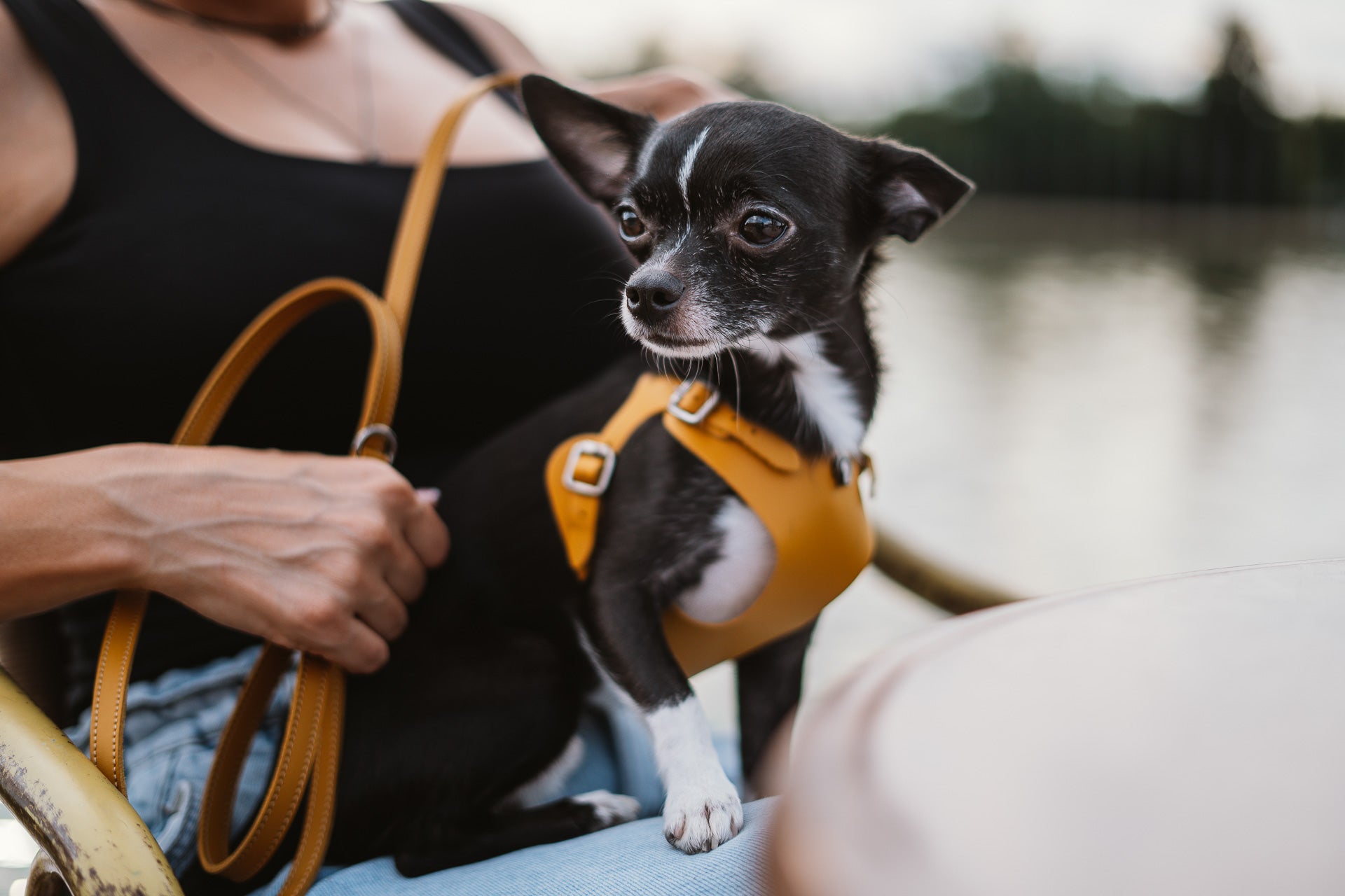 BECHIVA - Quality Leather Dog Collars and Harnesses, Placemats – Bechiva