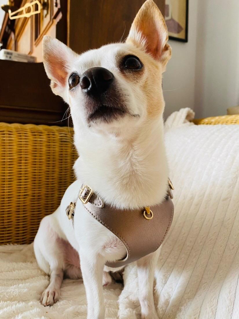 Dog Harness Tino Silver Rose 🖐 handmade from Bechiva